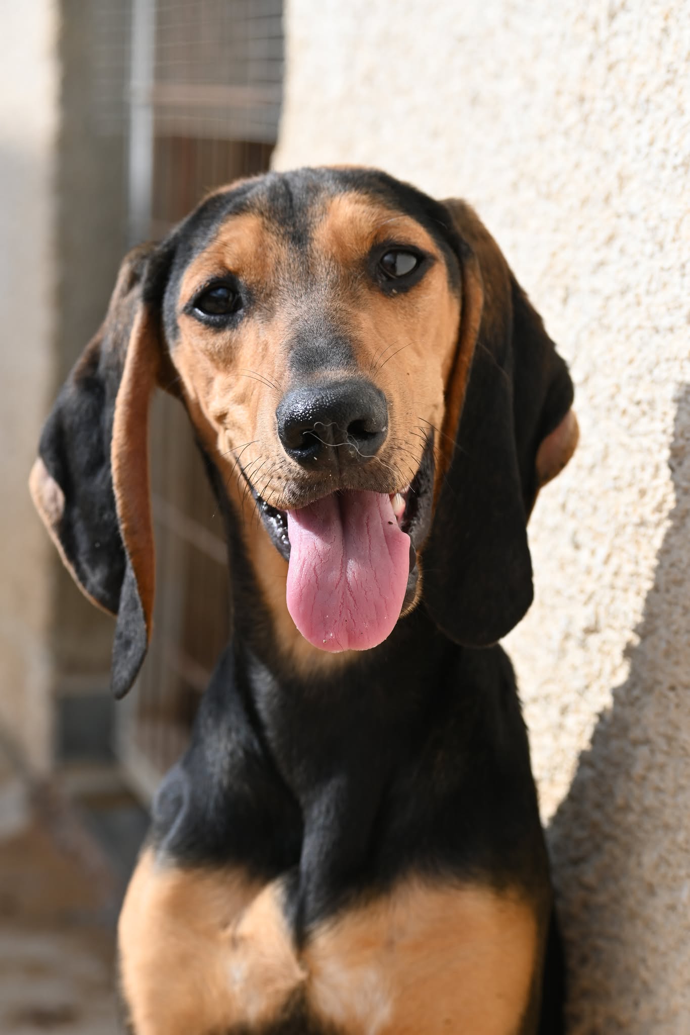 Pixie – available for adoption – SPDC Rescue UK