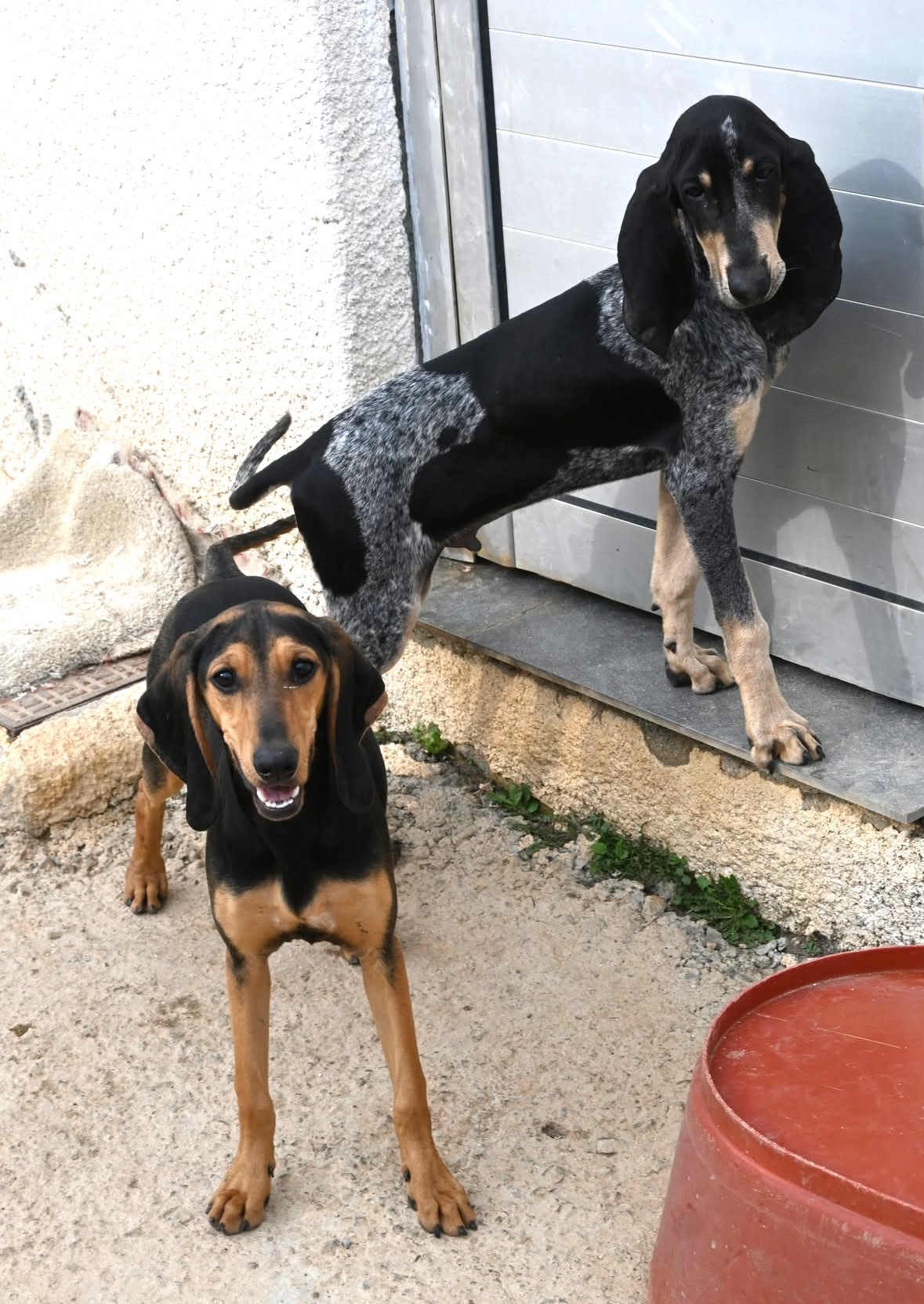 Pixie – available for adoption – SPDC Rescue UK