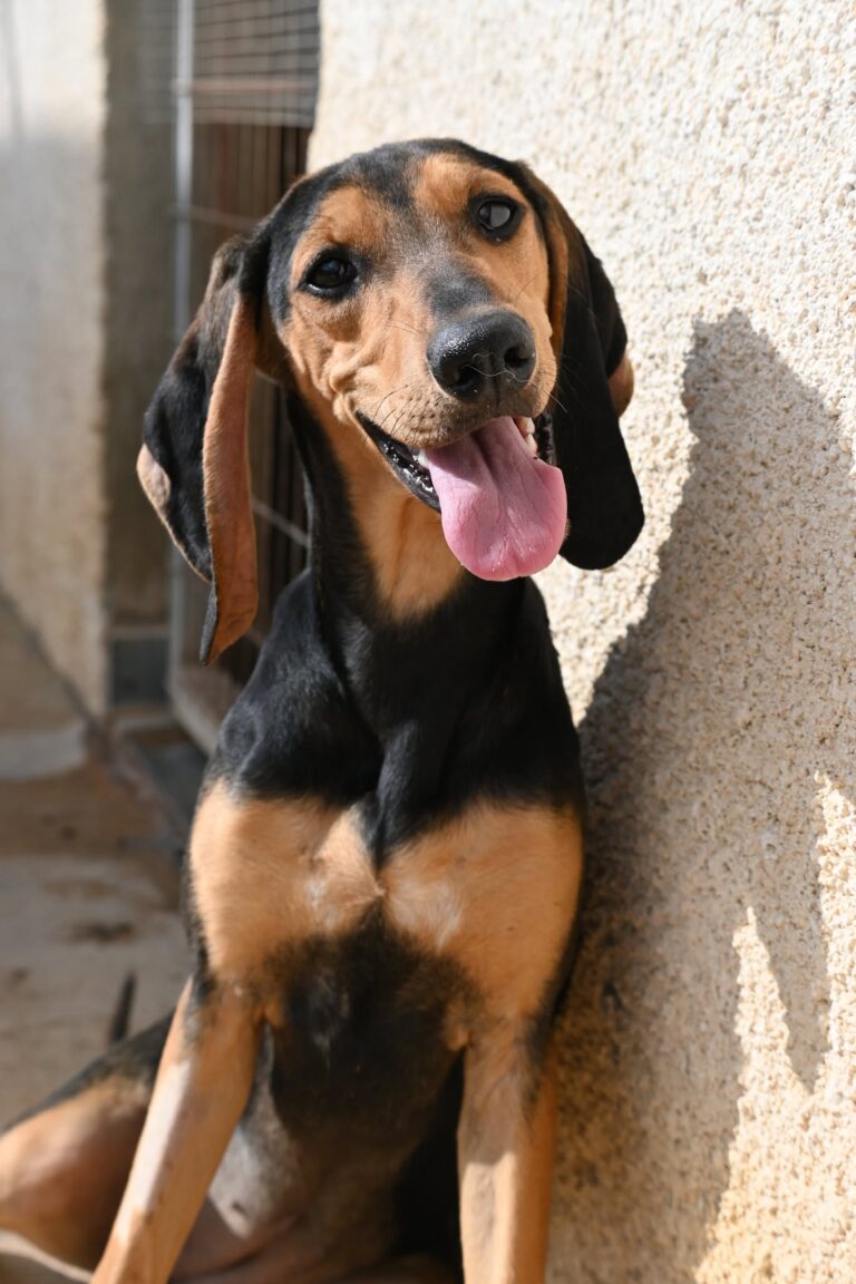 Pixie – available for adoption – SPDC Rescue UK