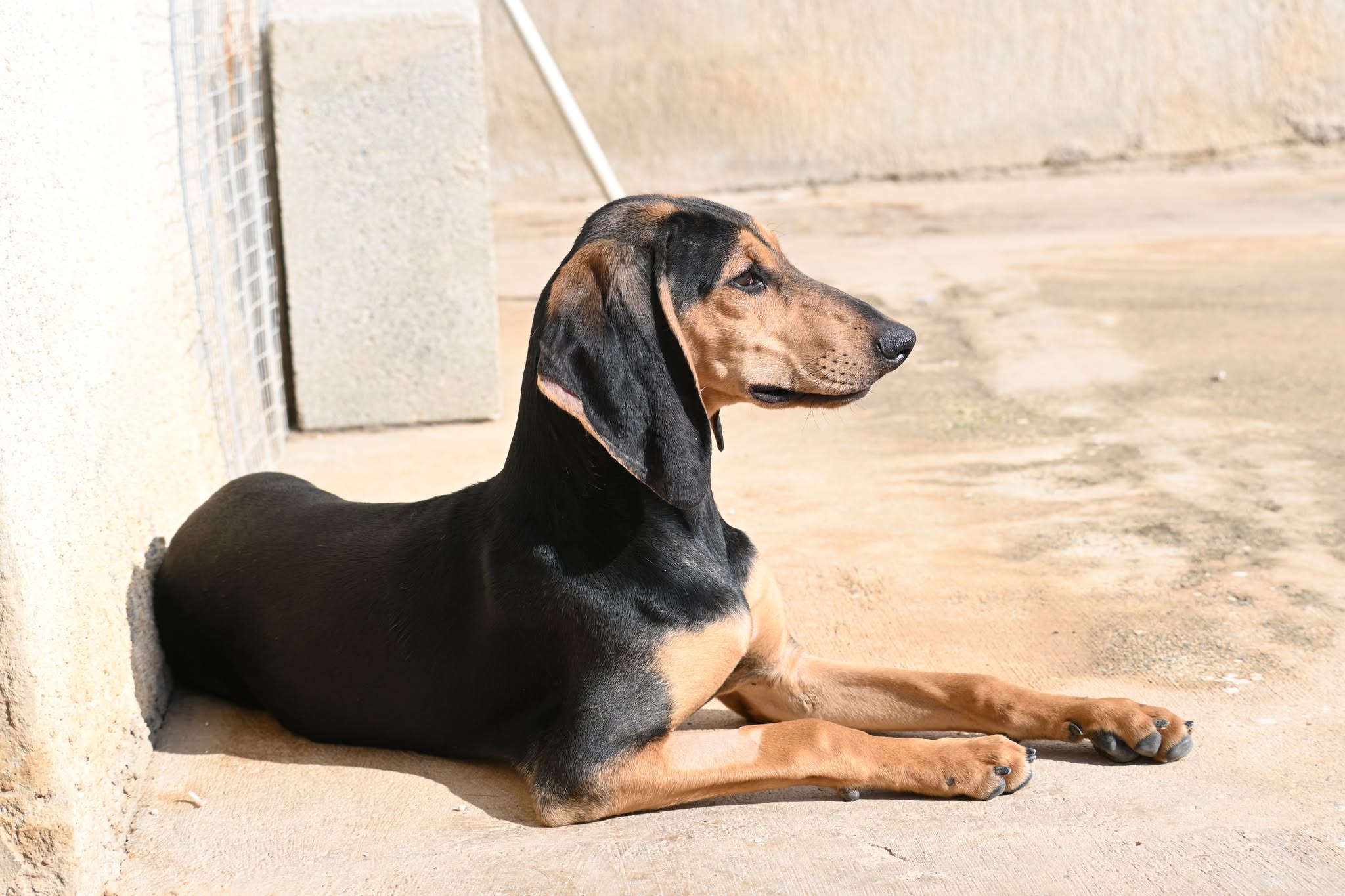 Pixie – available for adoption – SPDC Rescue UK