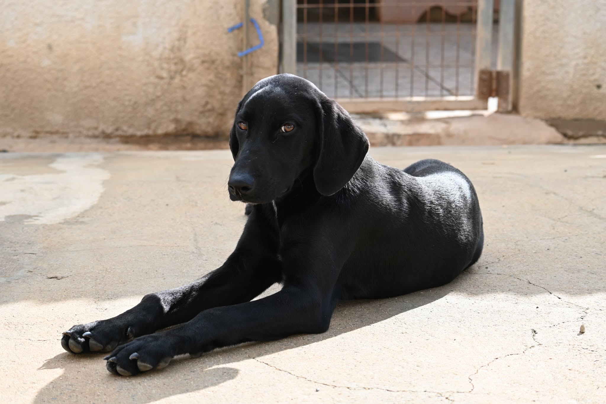 Jess – available for adoption – SPDC Rescue UK