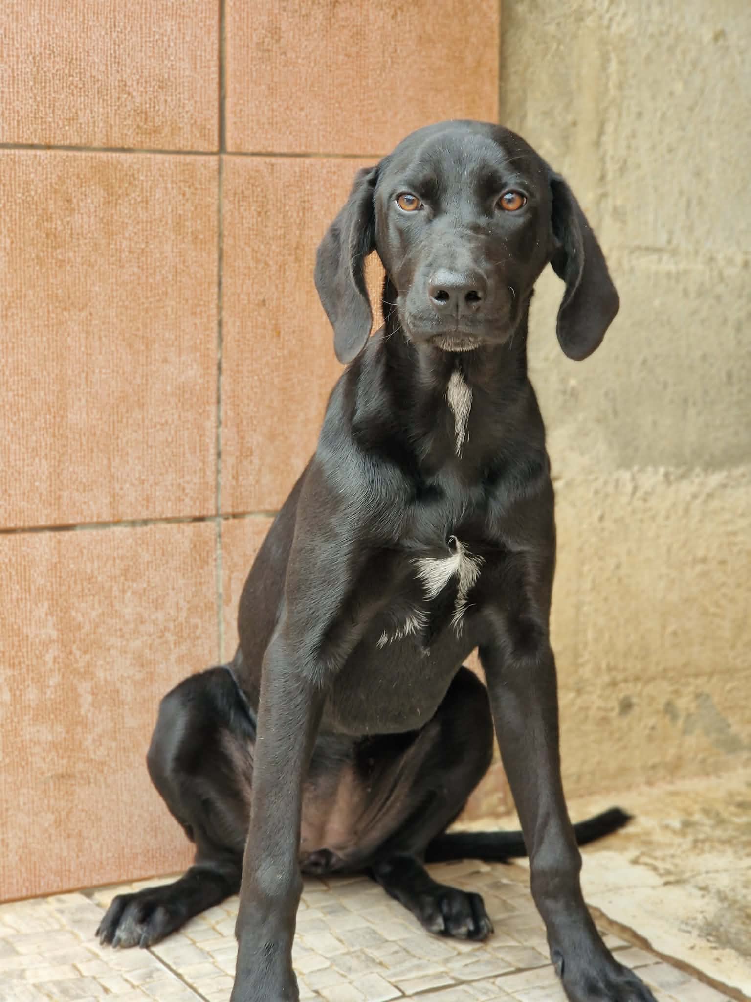 Jess – available for adoption – SPDC Rescue UK