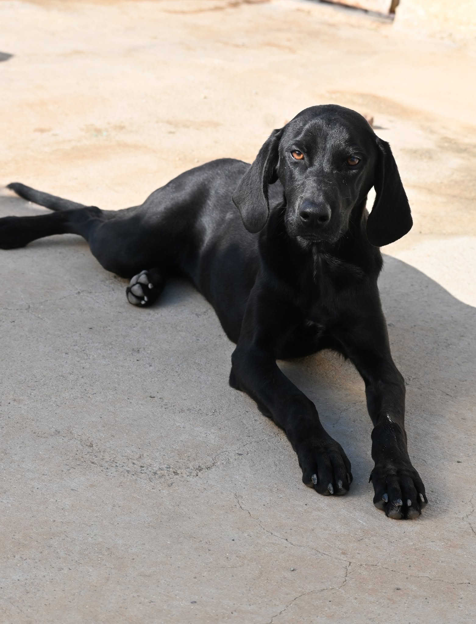 Jess – available for adoption – SPDC Rescue UK