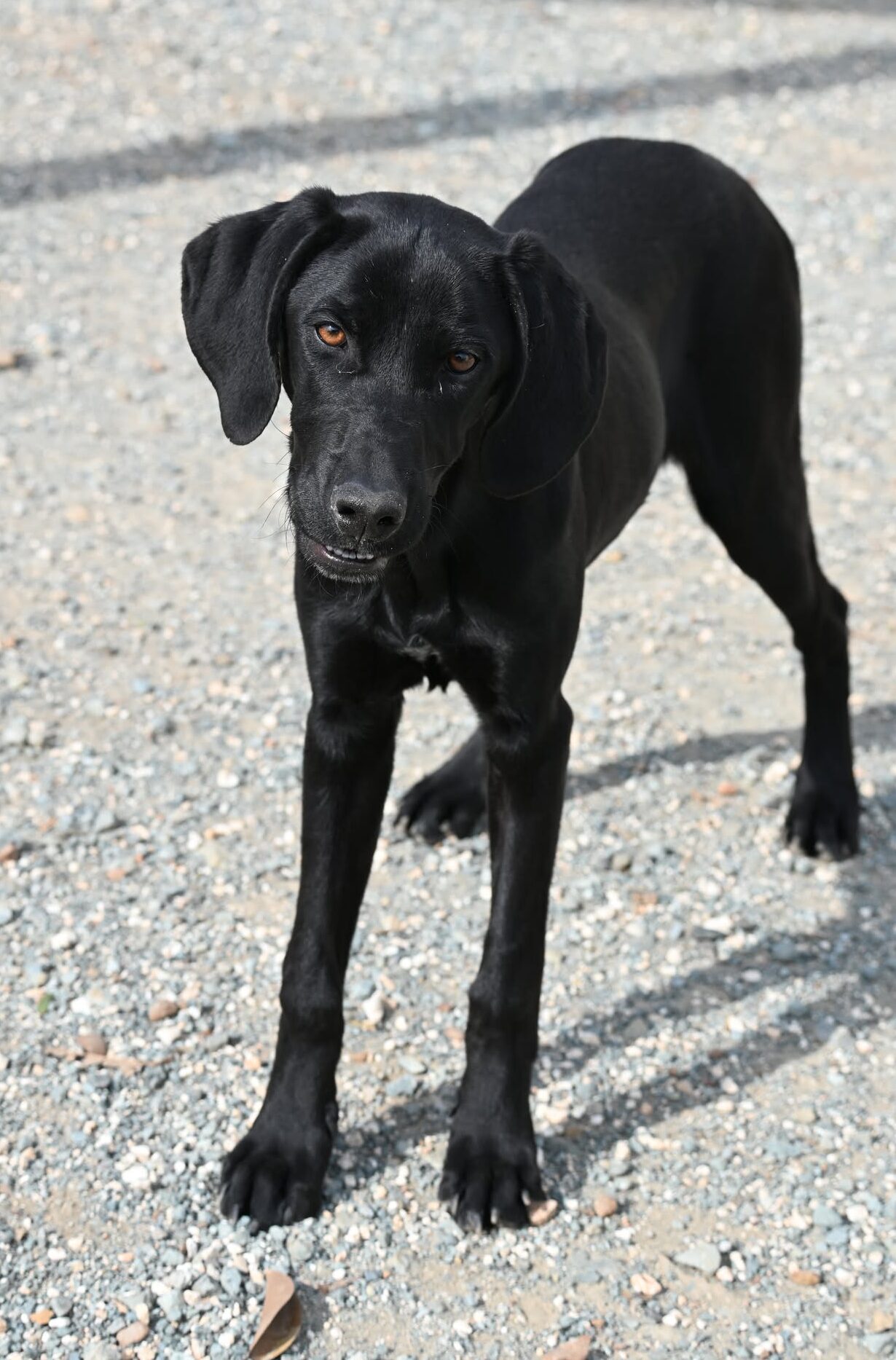 Jess – available for adoption – SPDC Rescue UK