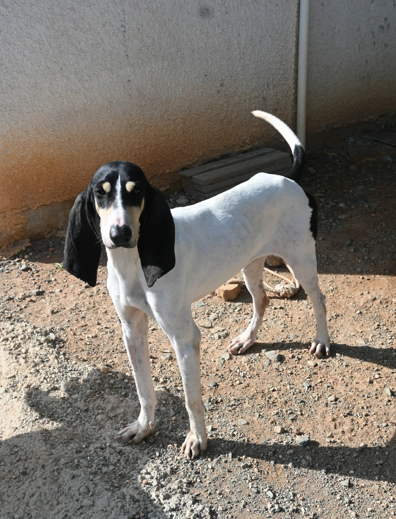 Carol – available for adoption – SPDC Rescue UK