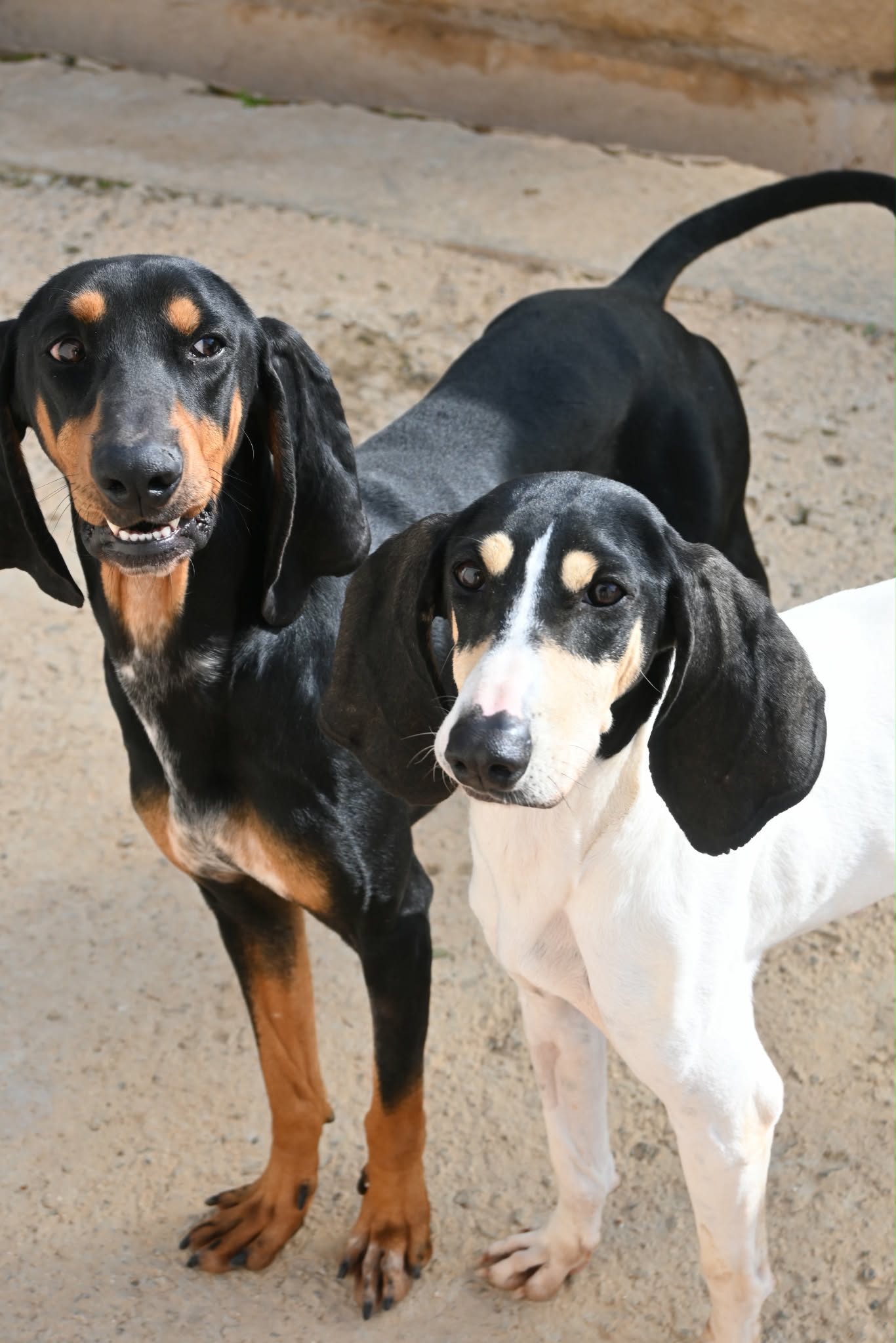 Carol – available for adoption – SPDC Rescue UK