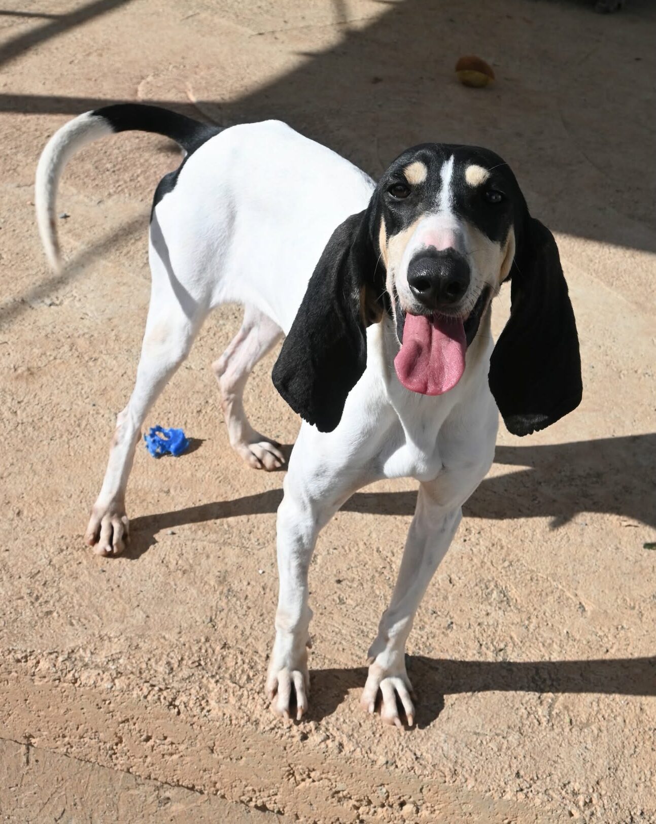 Carol – available for adoption – SPDC Rescue UK